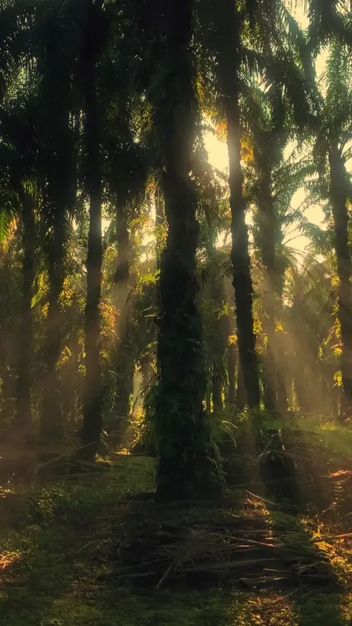 CapCut-sjablonen | Pas je content aan met gratis trendy sjablonen